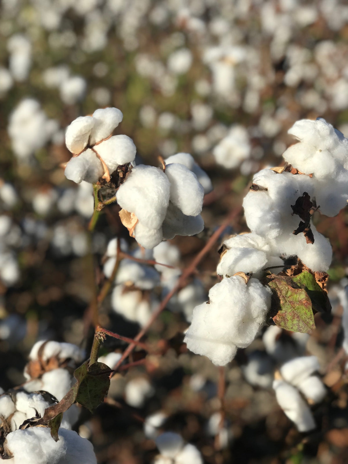 FYNCH-HATTON - Official Online Shop – FYNCH-HATTON | Offizieller Online ...